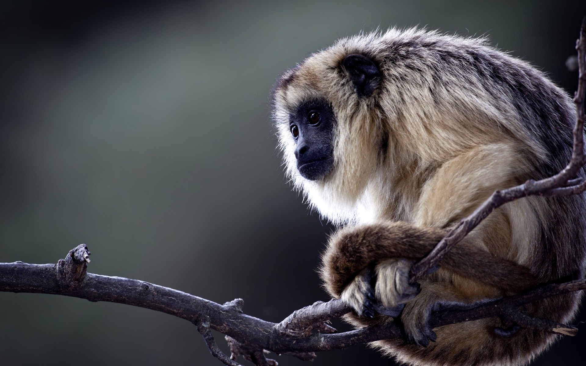 Download Animal Monkey HD Wallpaper