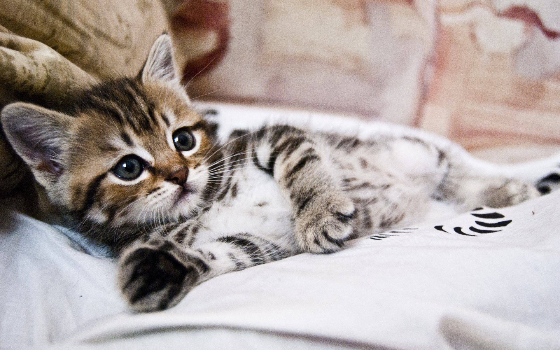 HD Cat Charm: Adorable Relaxing Kitten Wallpaper