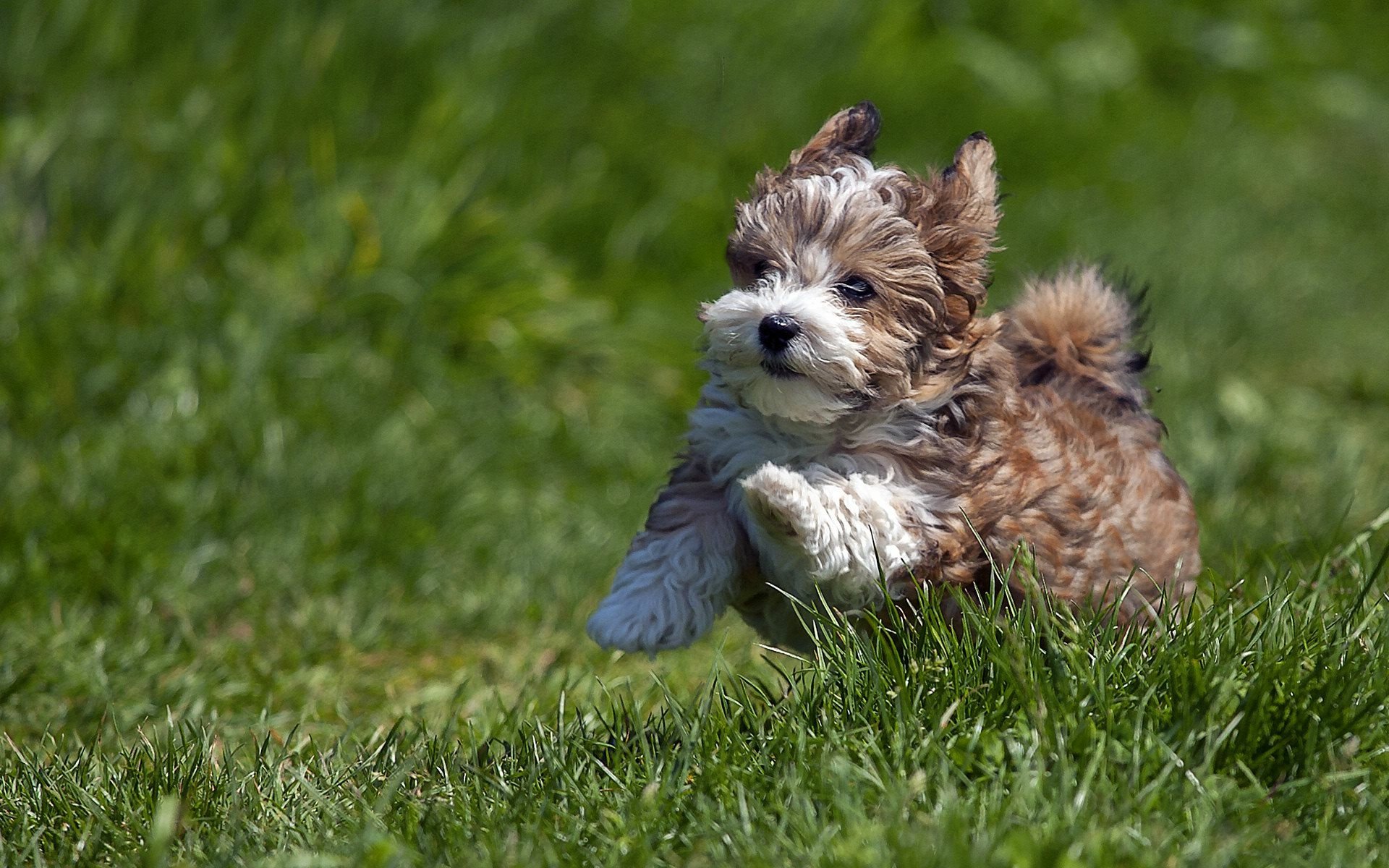 Playful Pup: HD Wallpaper of a Dog in Action