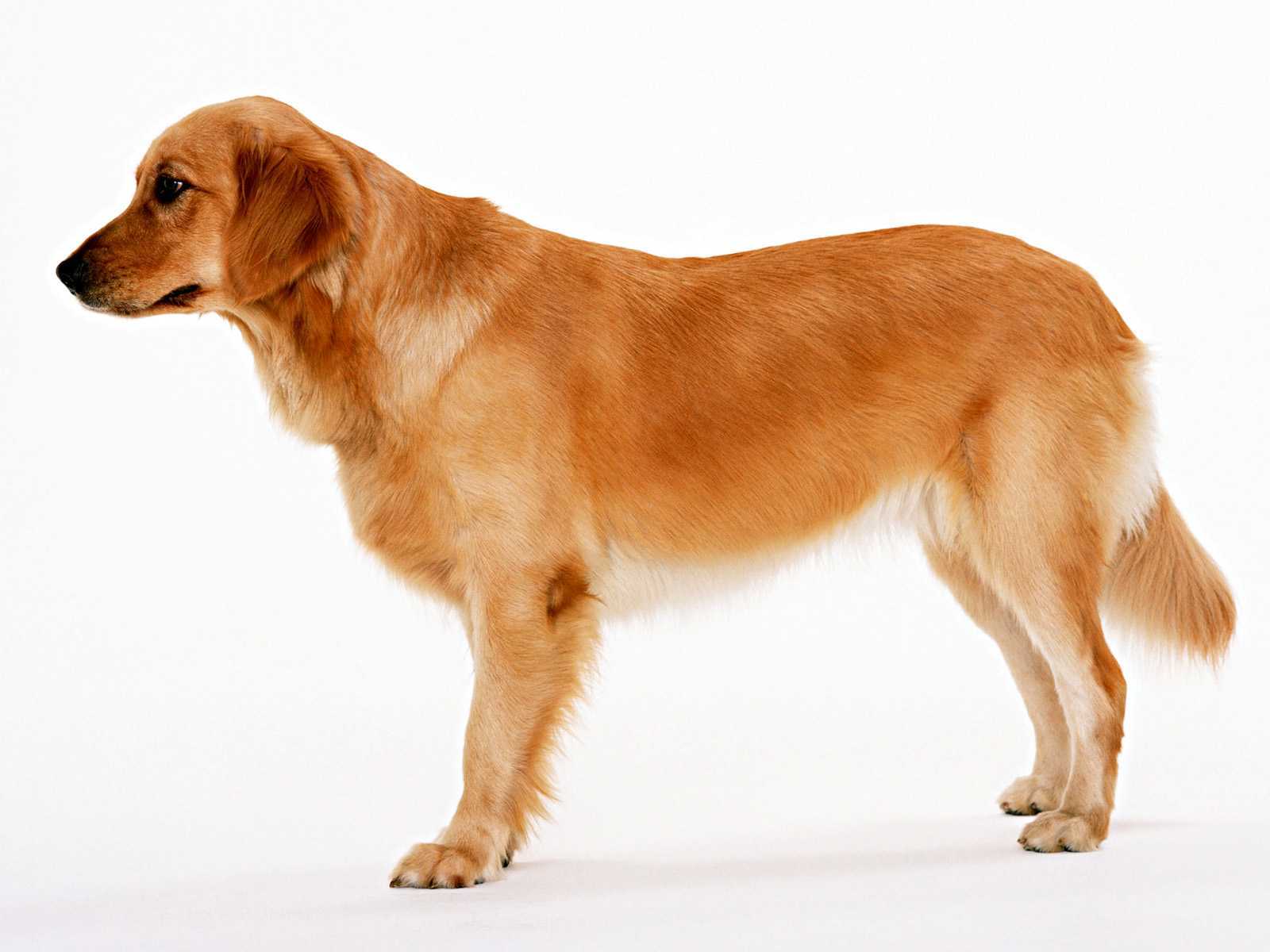 Download Animal Dog Wallpaper