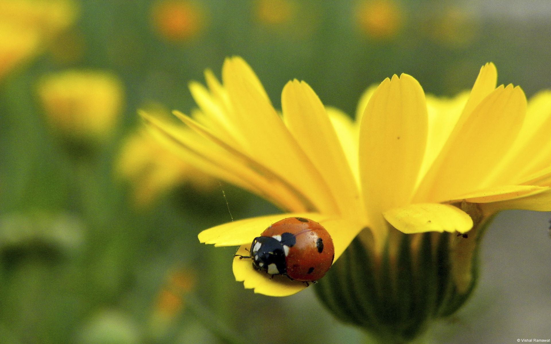 Download Animal Ladybug HD Wallpaper