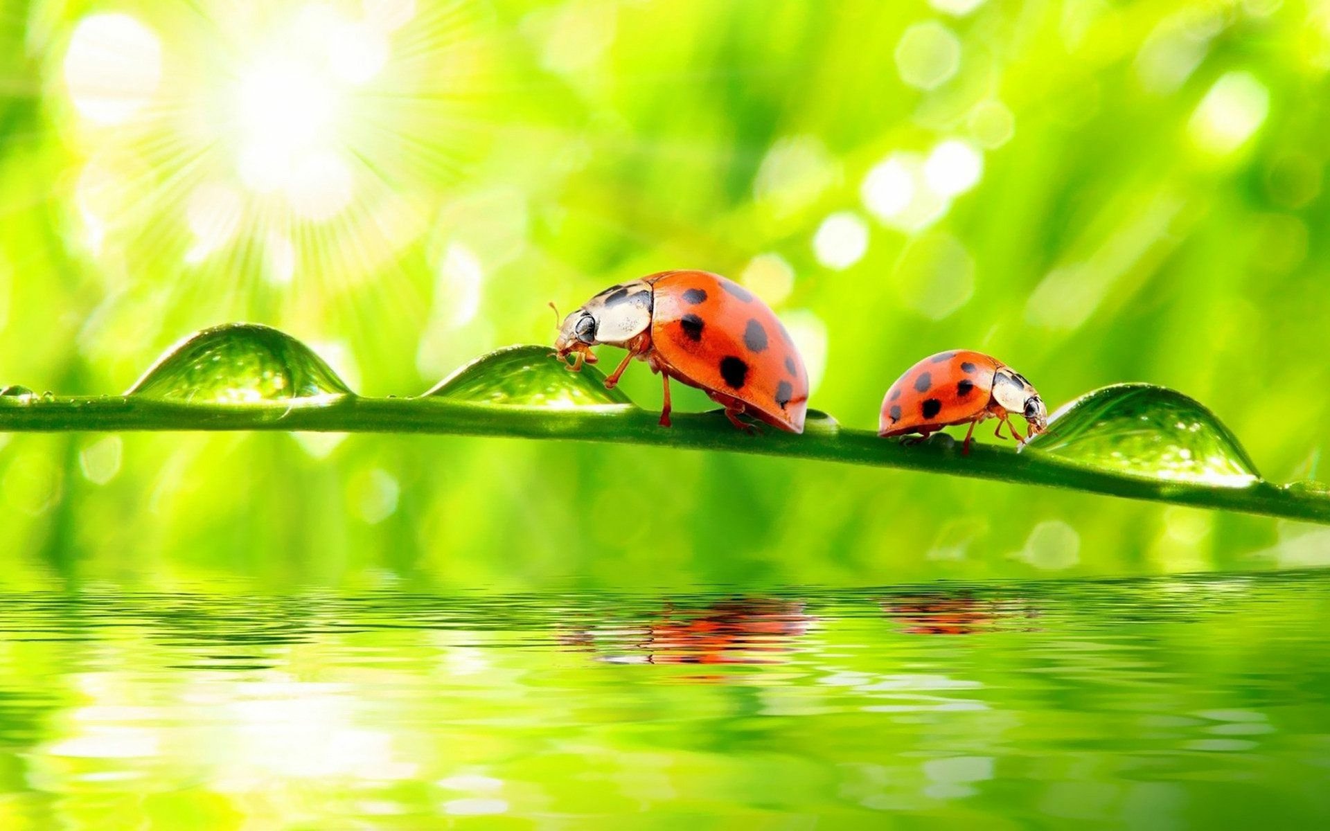 Download Animal Ladybug HD Wallpaper