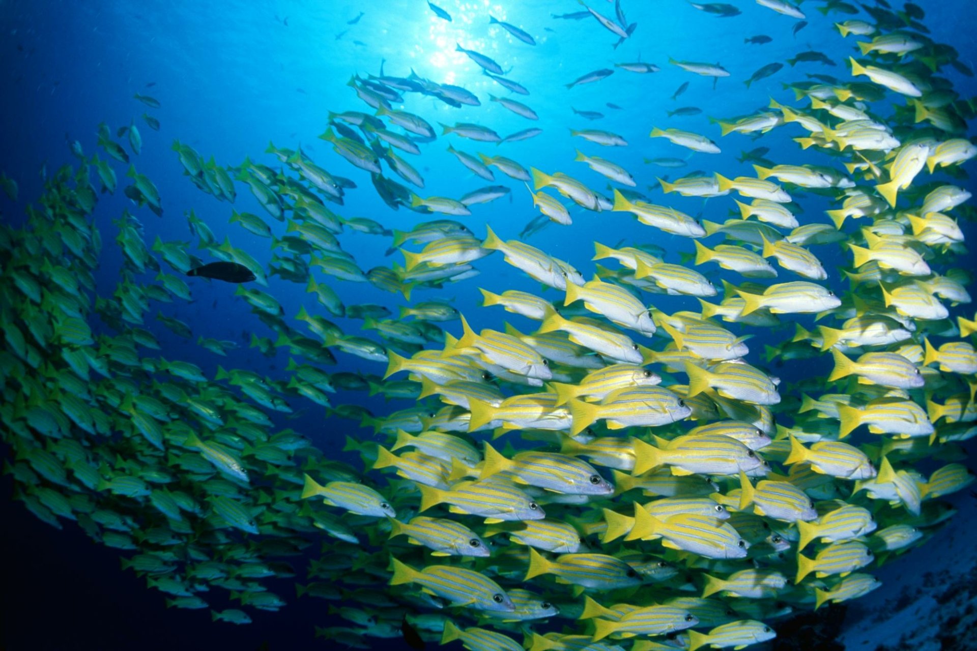 Blue Banded Sea Perch