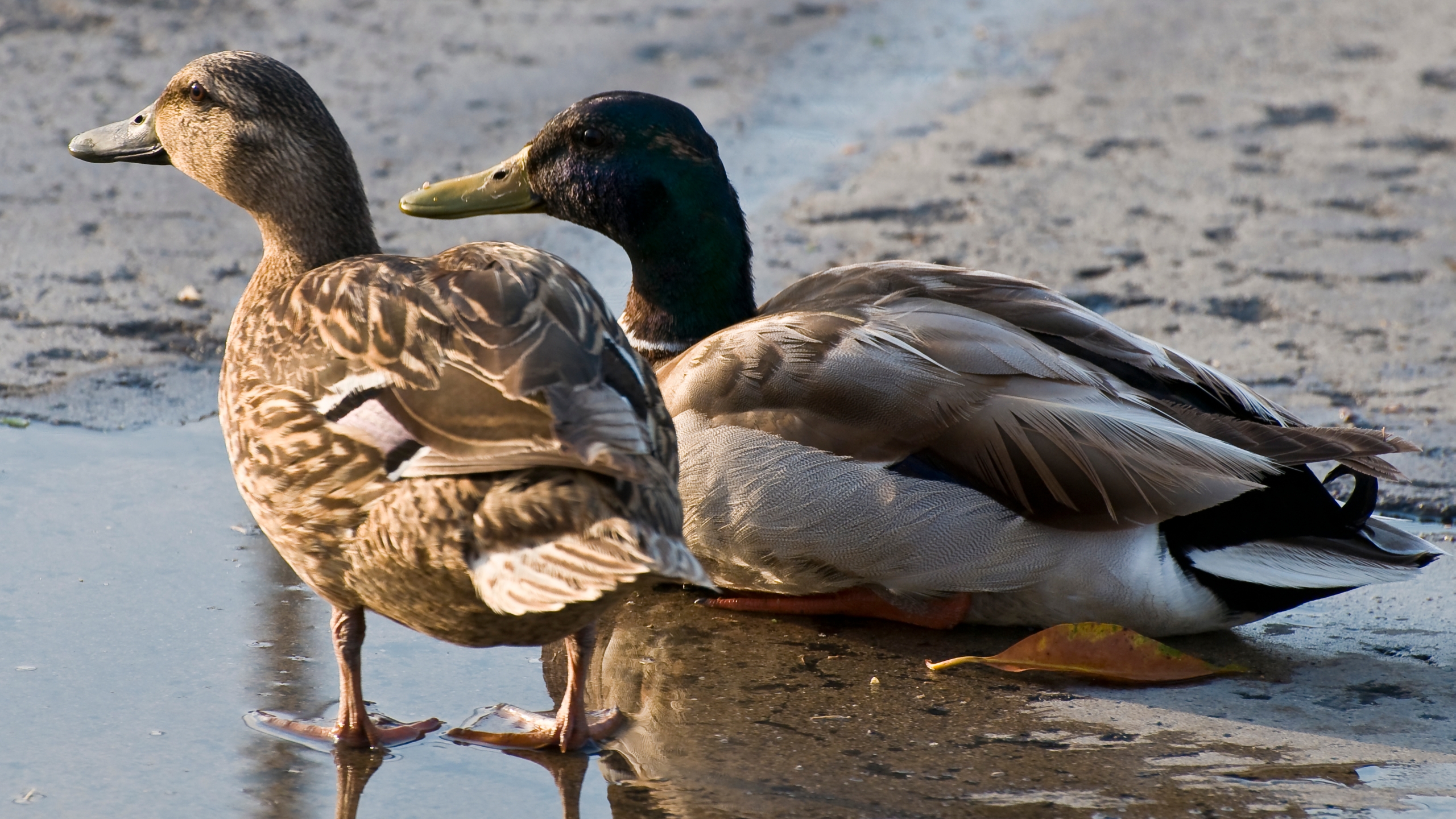 Download Animal Duck HD Wallpaper