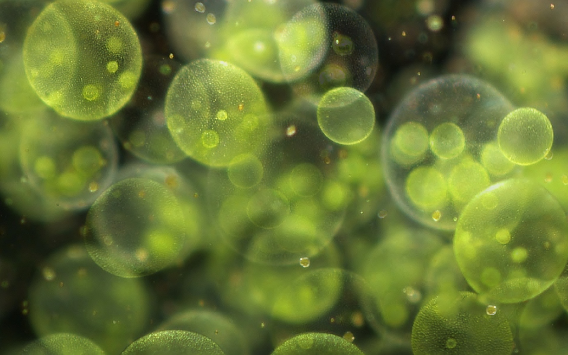 Macro HD Wallpaper