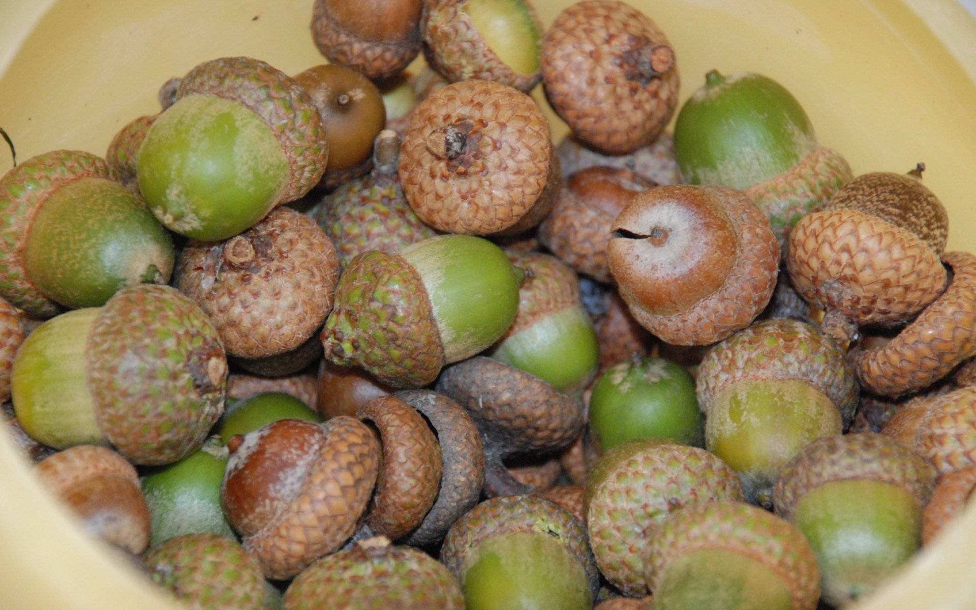 Download Nature Acorn HD Wallpaper