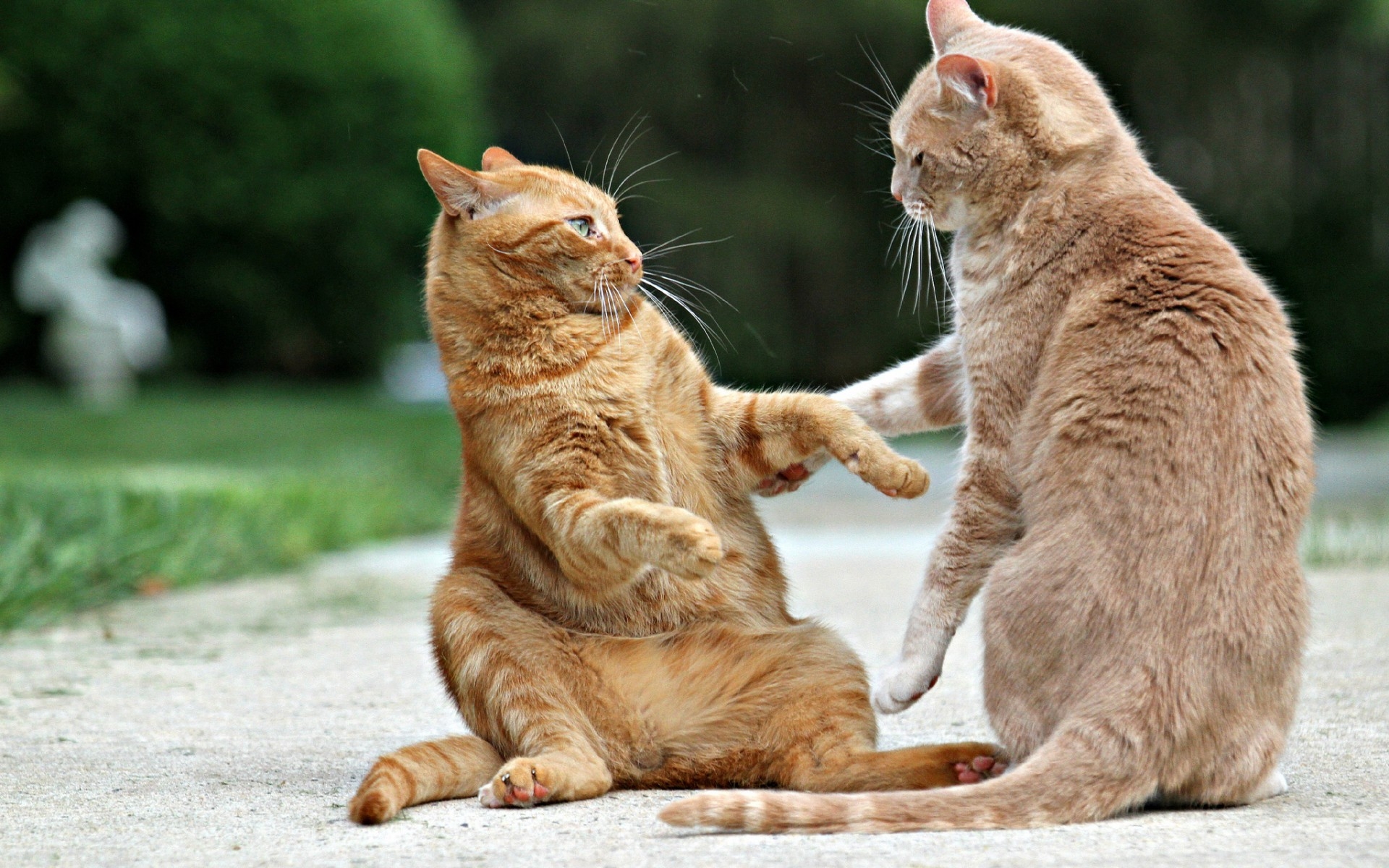 Cuddle Paws: HD Wallpaper of Playful Cats