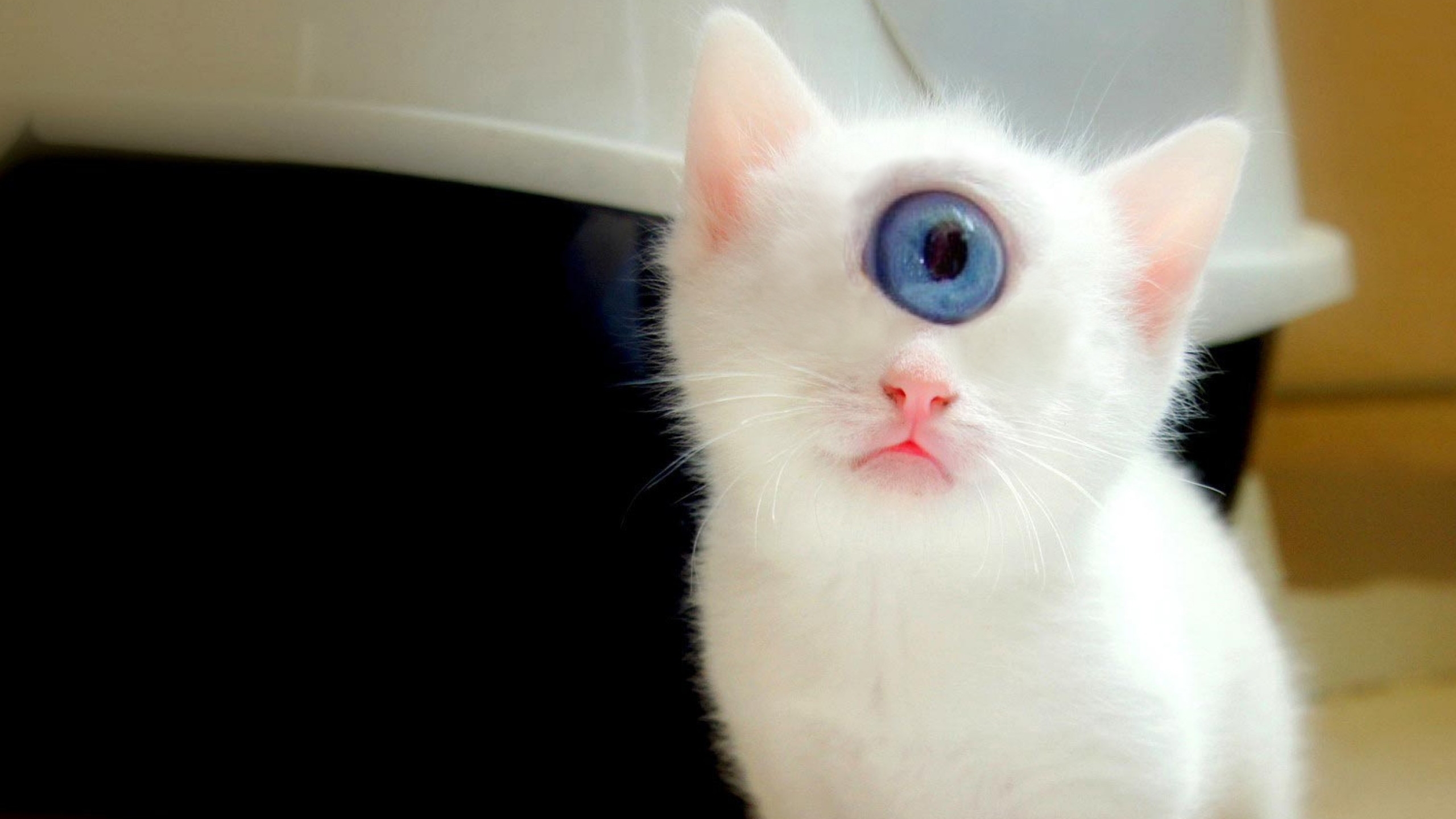 Cyclops Cat