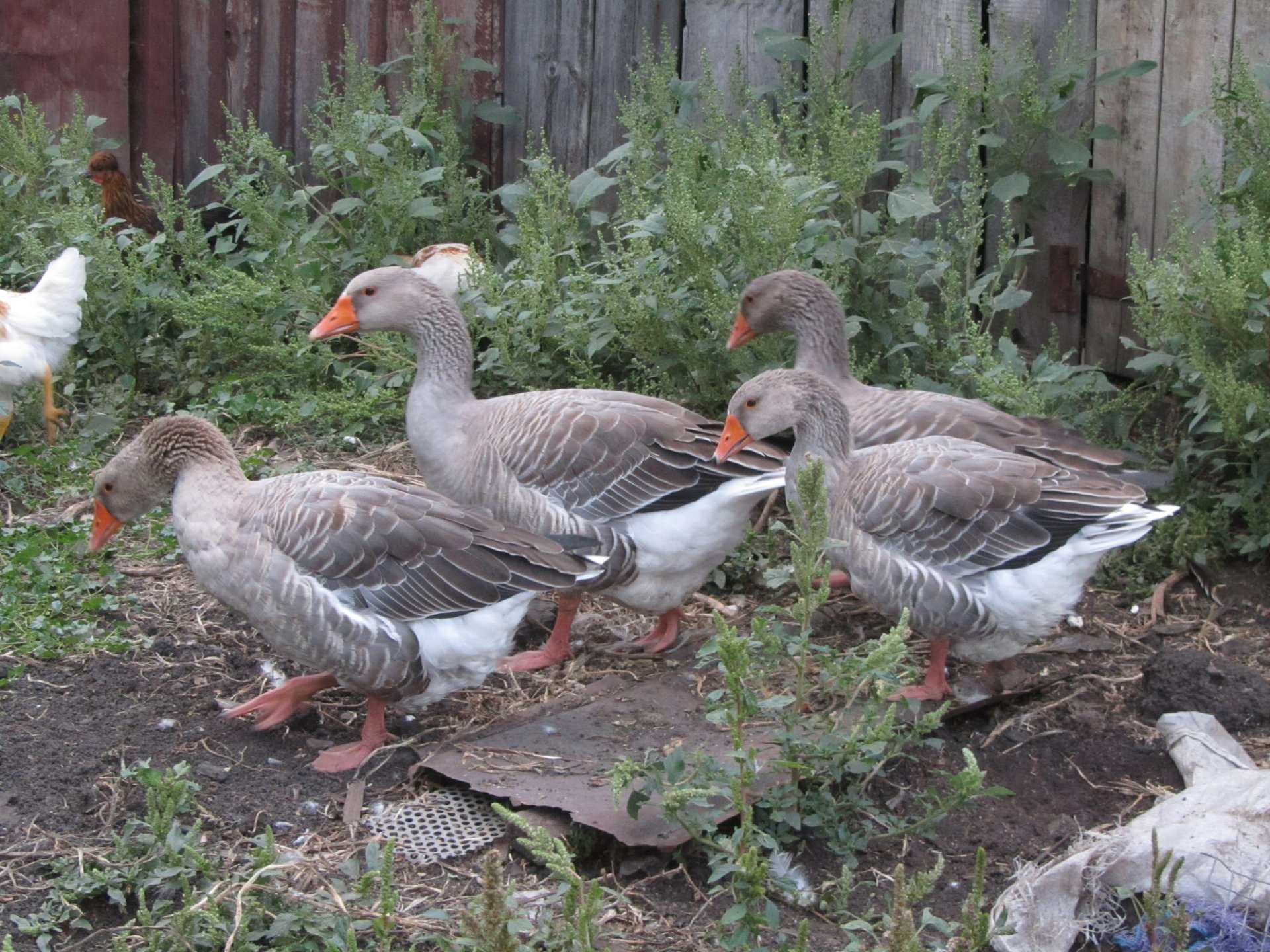 Download Animal Goose 4k Ultra HD Wallpaper by Vergilius