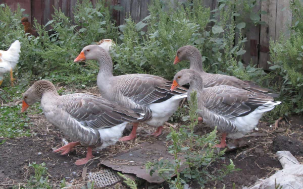 [30+] Goose 4k Wallpapers