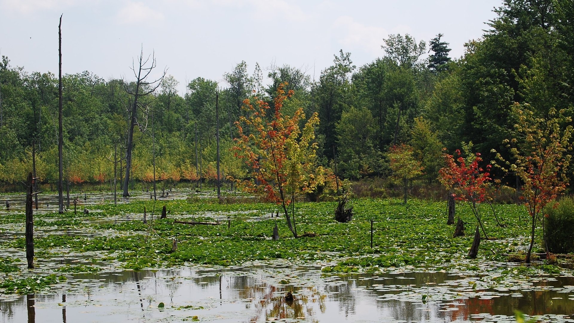 Download Nature Swamp HD Wallpaper