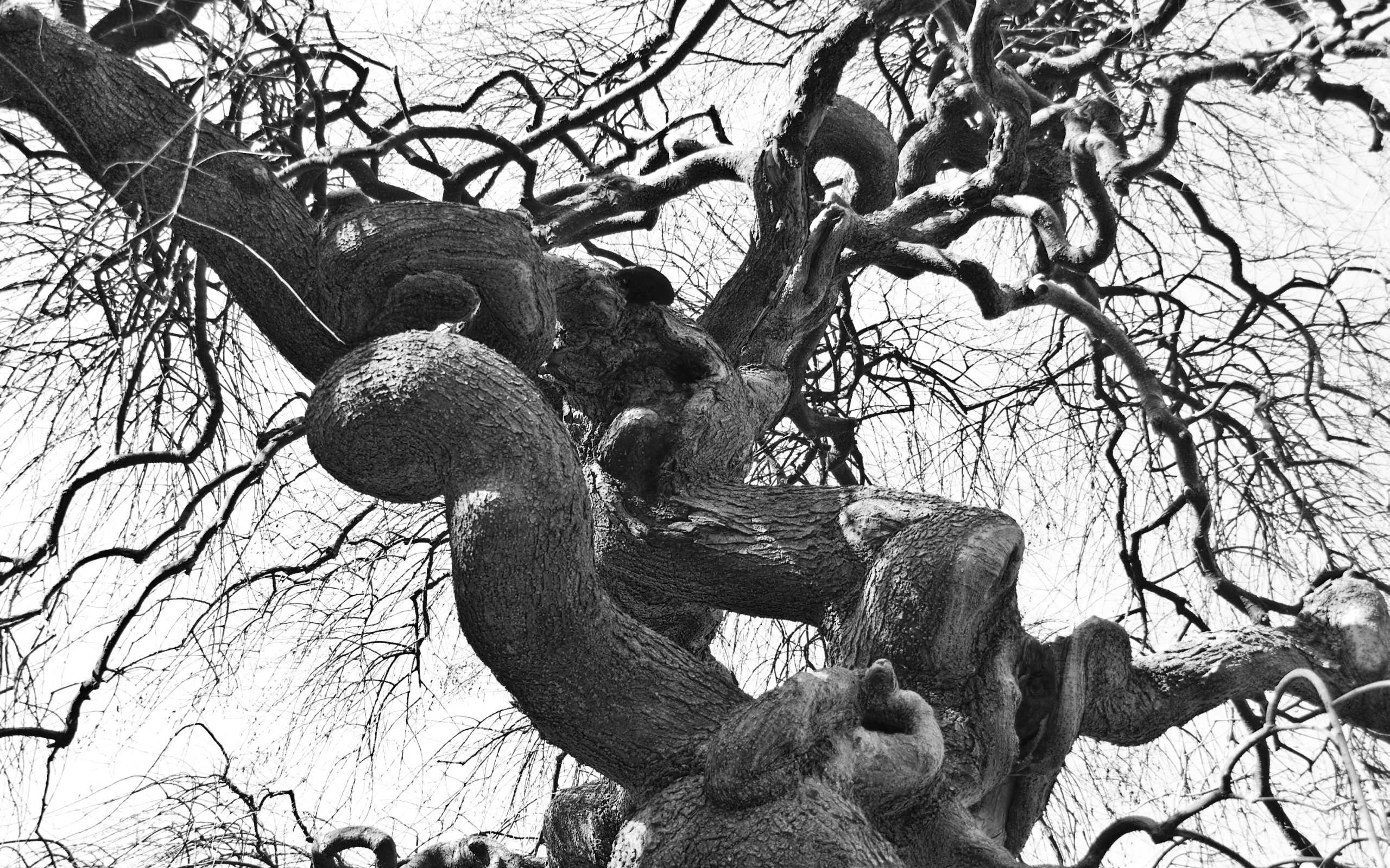 Twisted Tree Wallpaper