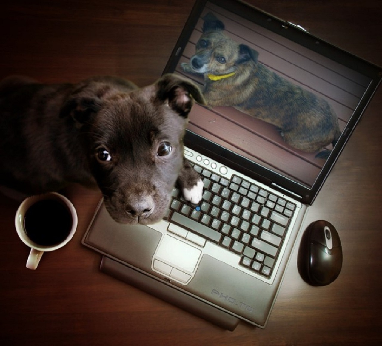 MY DOG POSTED ON LAPTOP by GREENFROGGY1