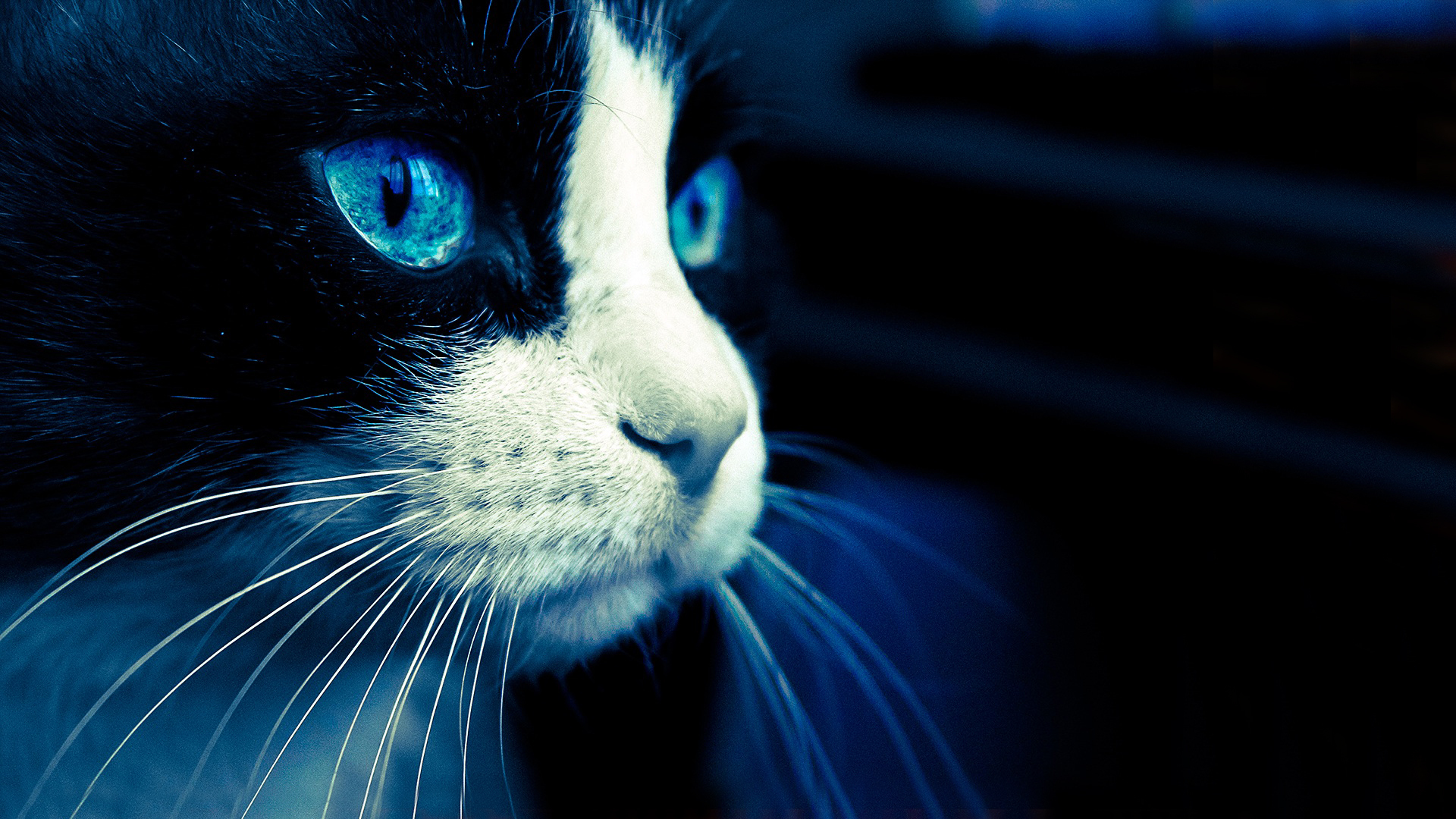 Blue-Eyed Cat HD Wallpaper