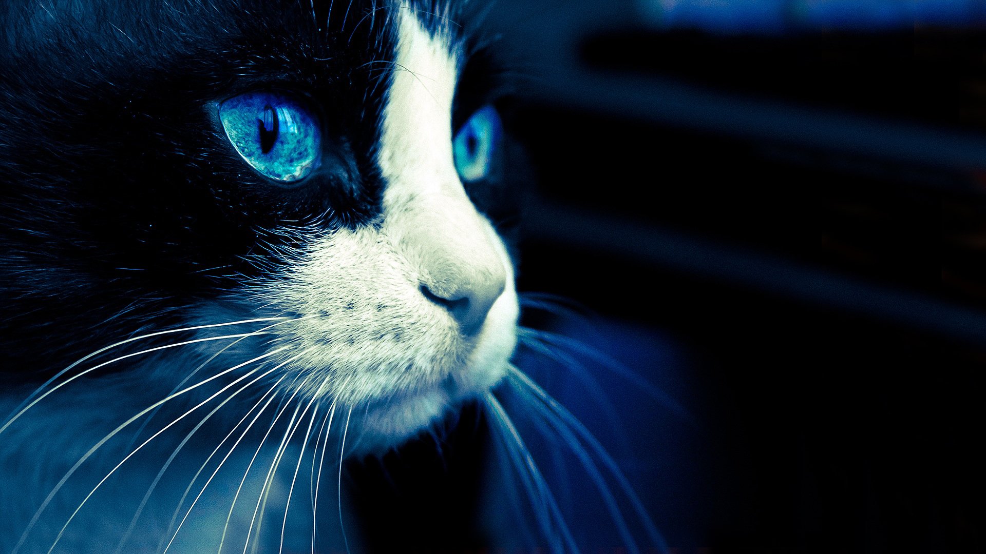 Blue-Eyed Cat HD Wallpaper