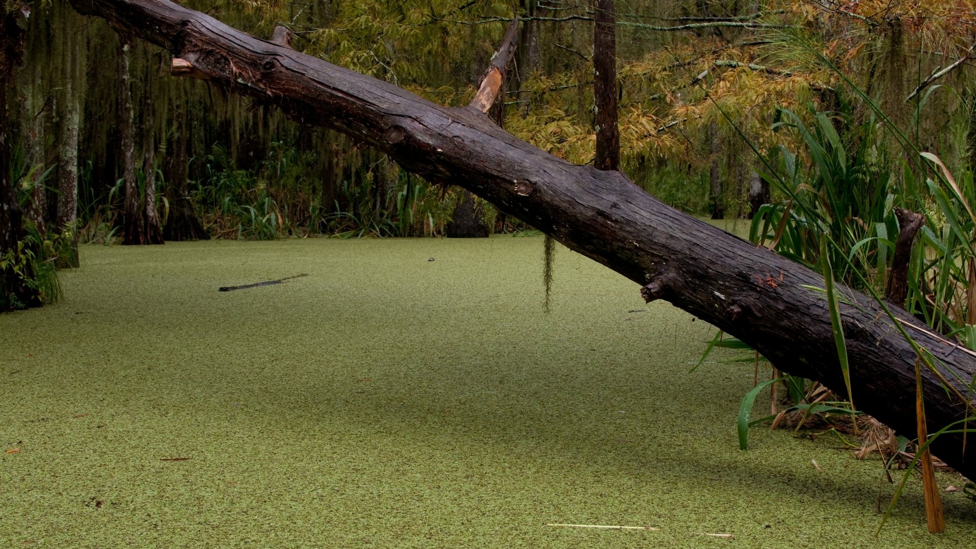 Swamp HD Wallpaper