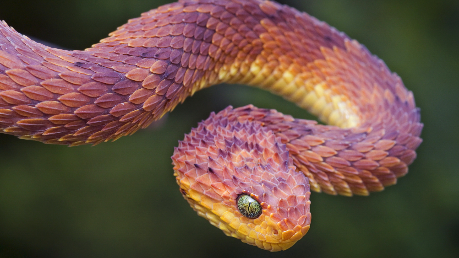 Vibrant Viper HD Wallpaper
