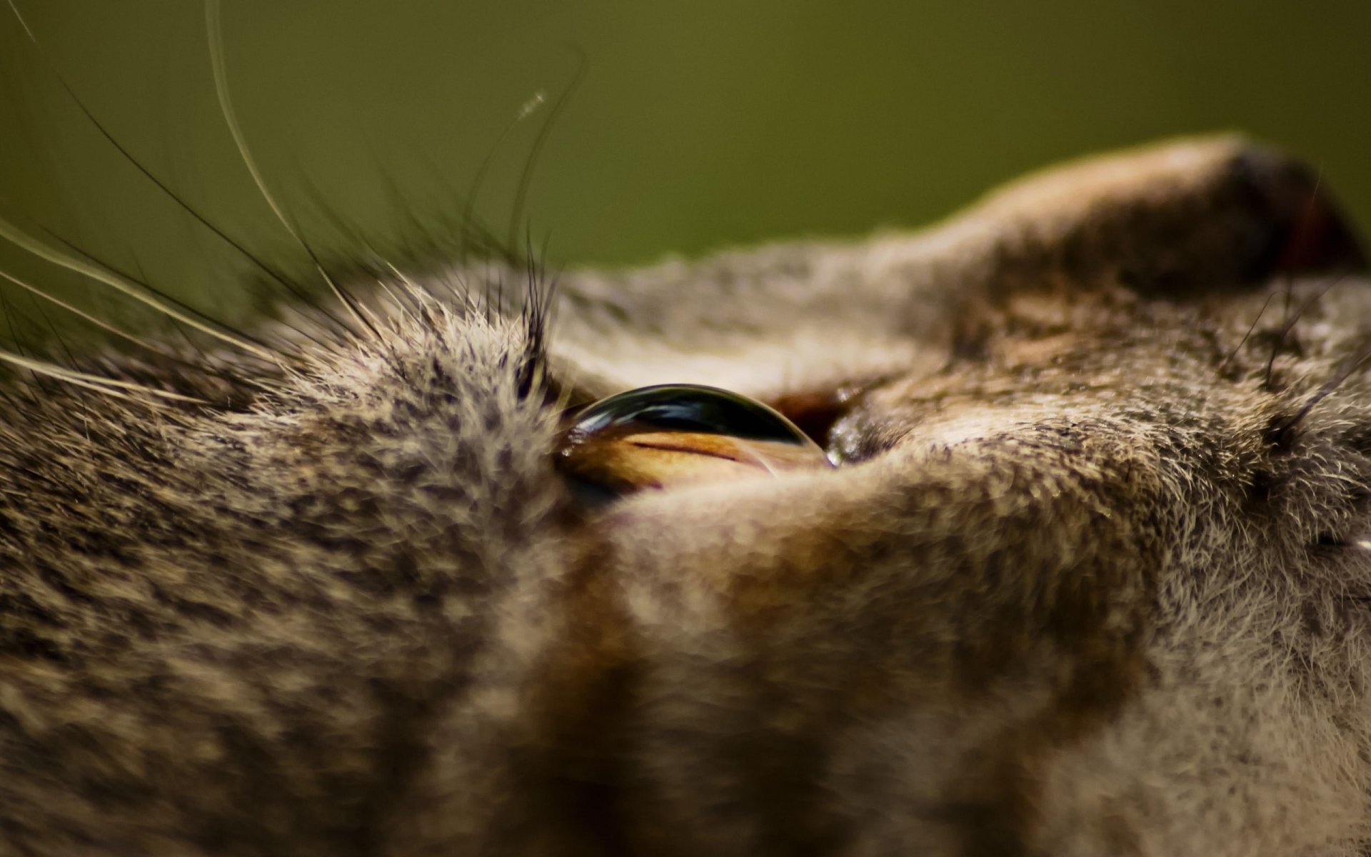 HD Close-Up: The Intense Gaze of Animal Eyes
