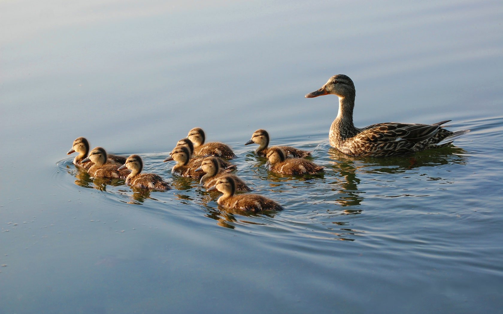 HD Duck Family Portrait: Serene Bird Life on Water