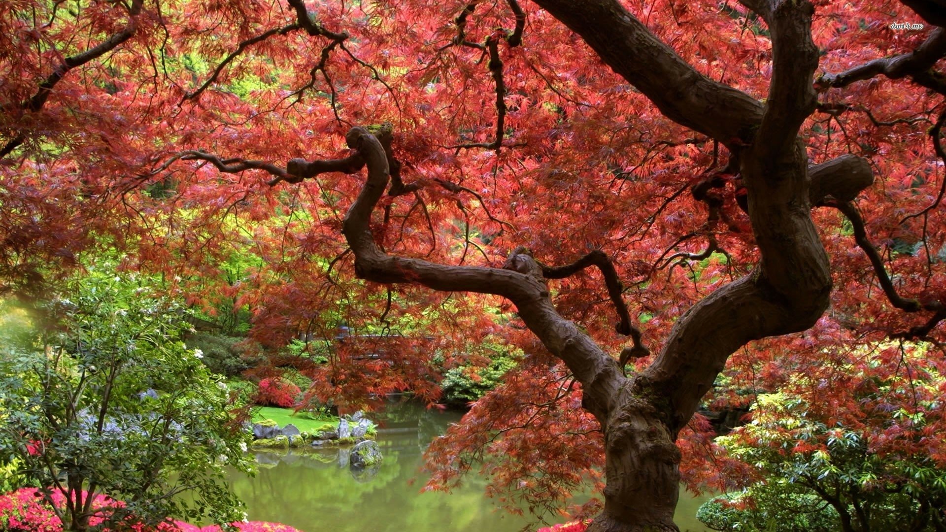 Vibrant Nature: Majestic Tree in Stunning HD Wallpaper