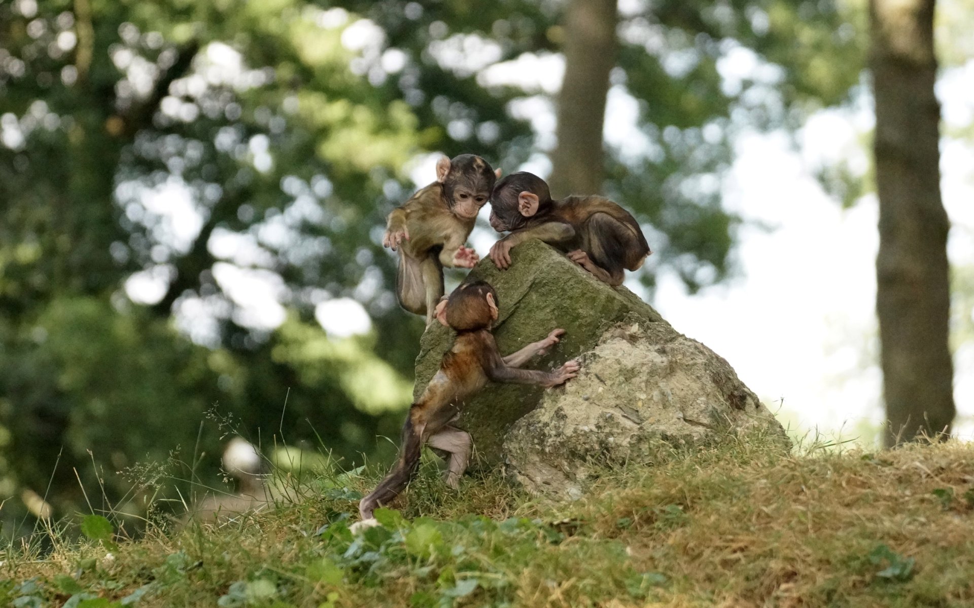 Playful Monkeys in HD: Nature’s Charming Moments | 2560x1600 ...