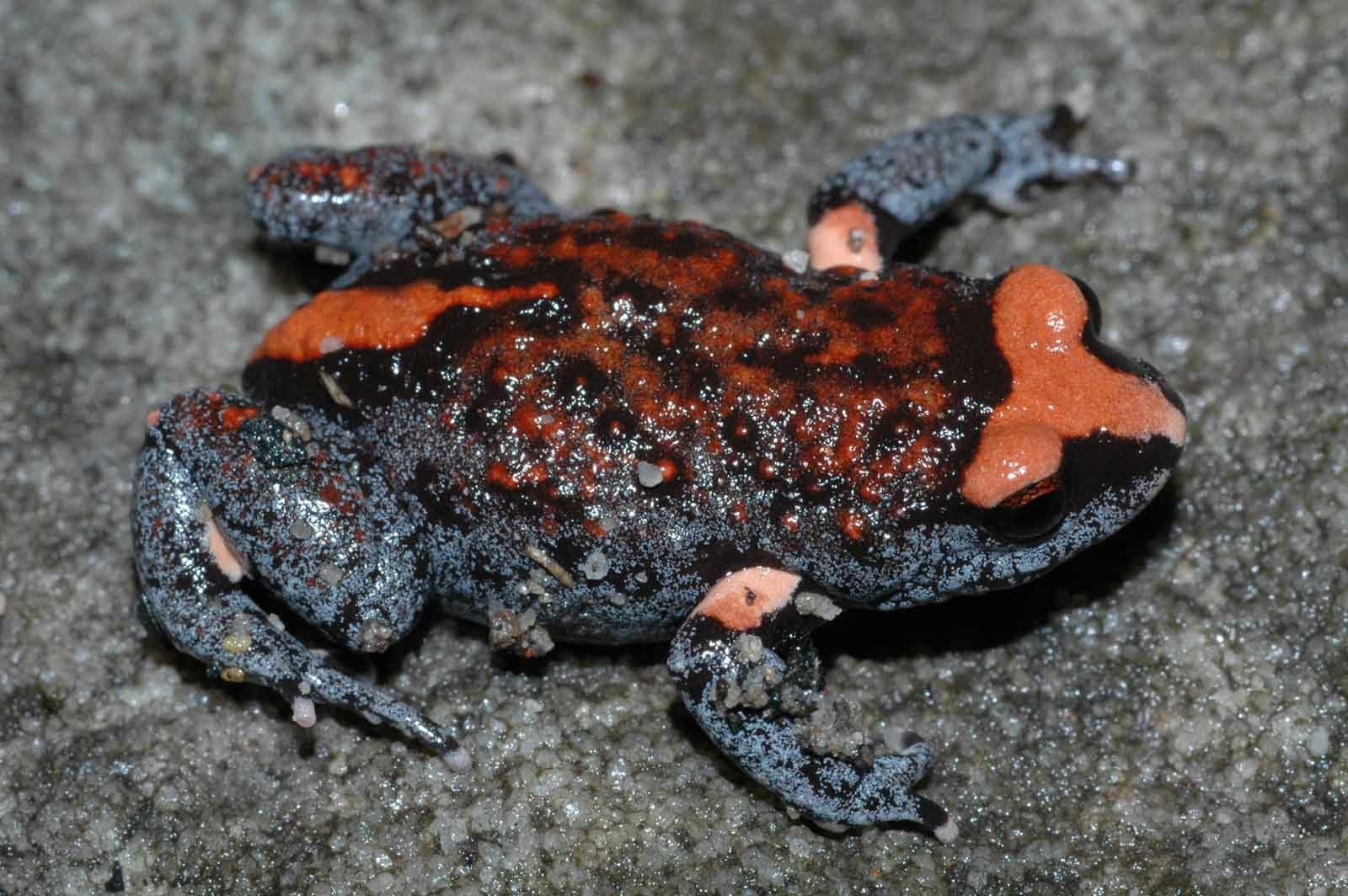 Download Red Crowned Toadlet Animal Toad Wallpaper