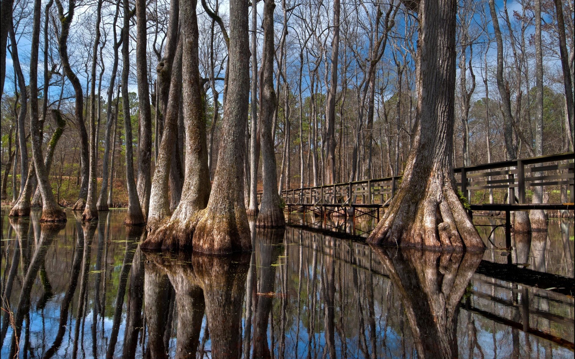 Download Nature Swamp HD Wallpaper