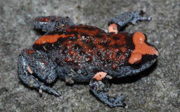 Red Crowned Toadlet Wallpapers