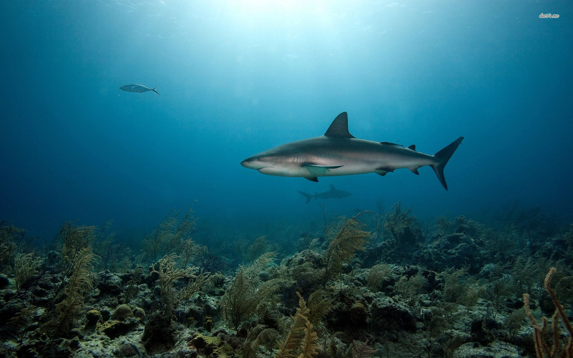 Download Animal Shark HD Wallpaper