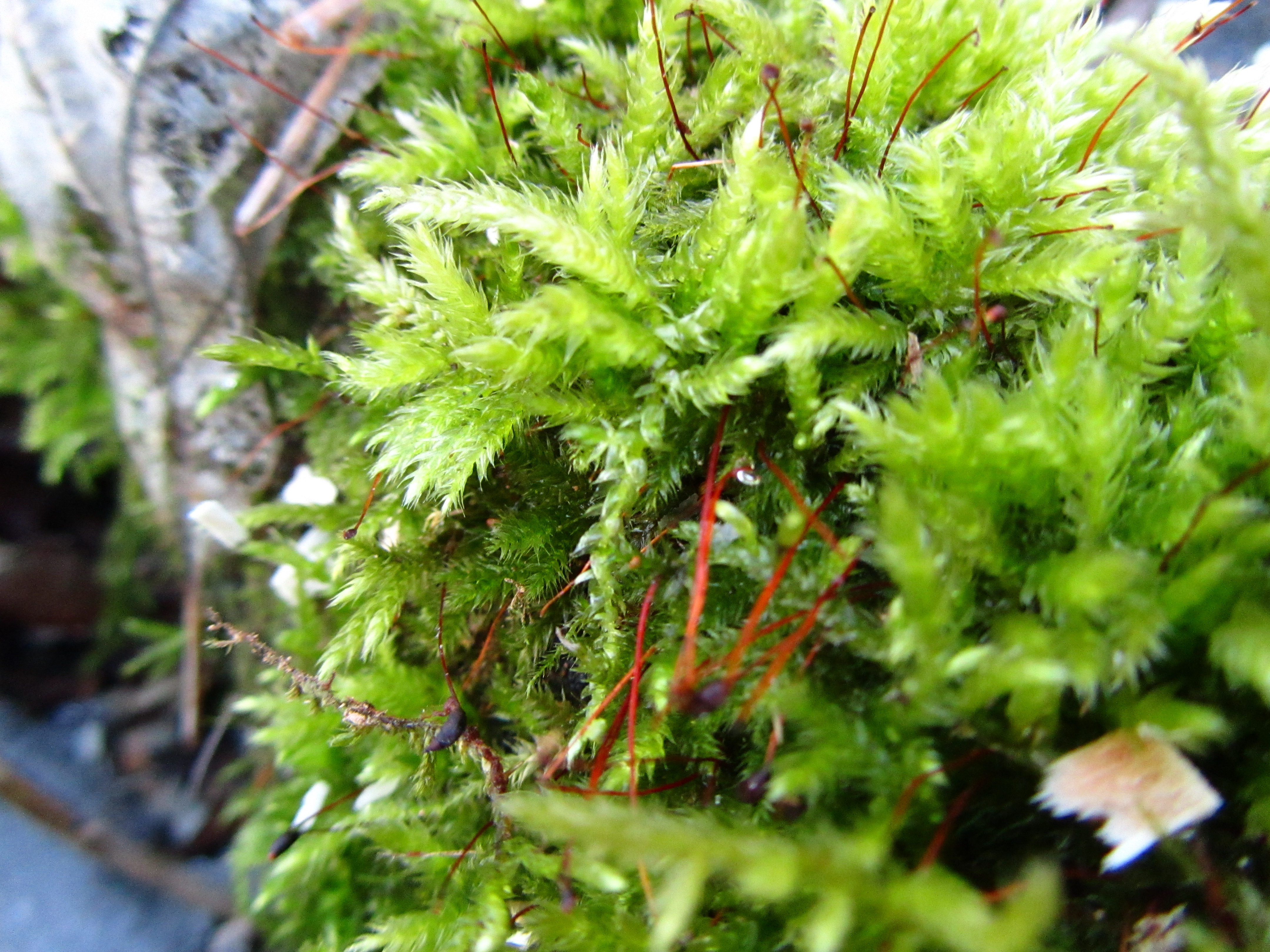 Moss Wallpaper Hd 38587