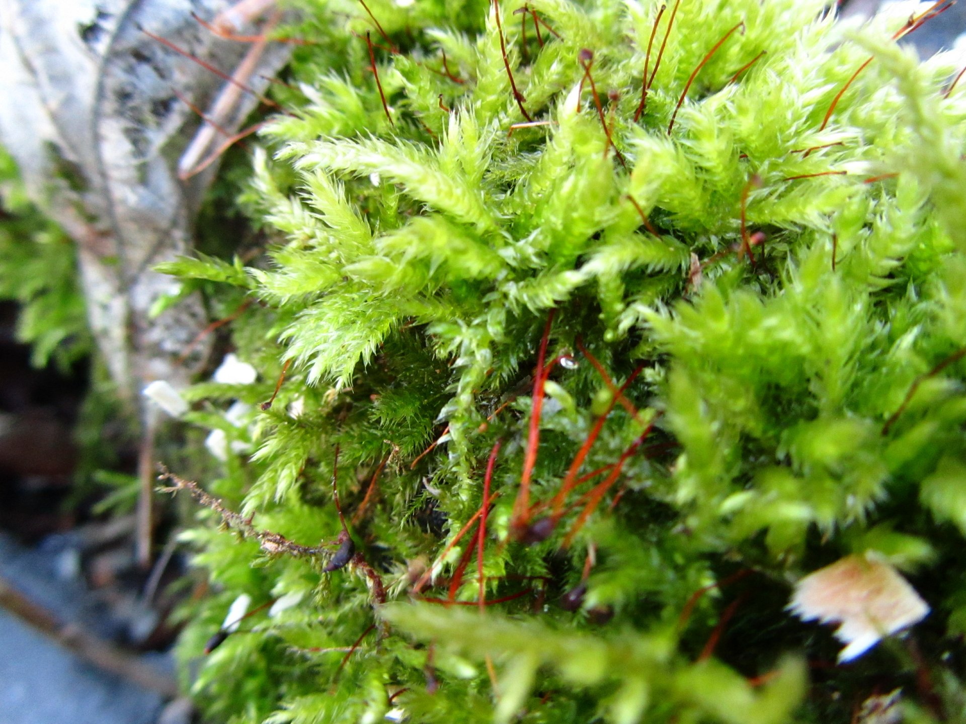 Download Nature Moss 4k Ultra HD Wallpaper by Vergilius