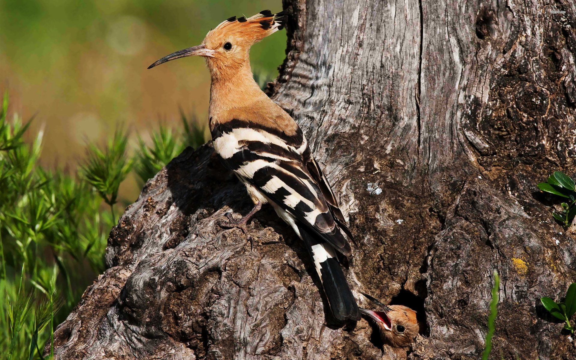 Majestic Hoopoe Bird HD Wallpaper: Nature’s Vibrant Feathered Wonder