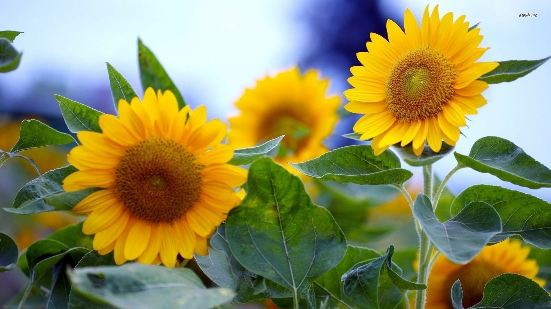 Download Flower Nature Sunflower HD Wallpaper | 1920x1080 | Wallpaper Abyss
