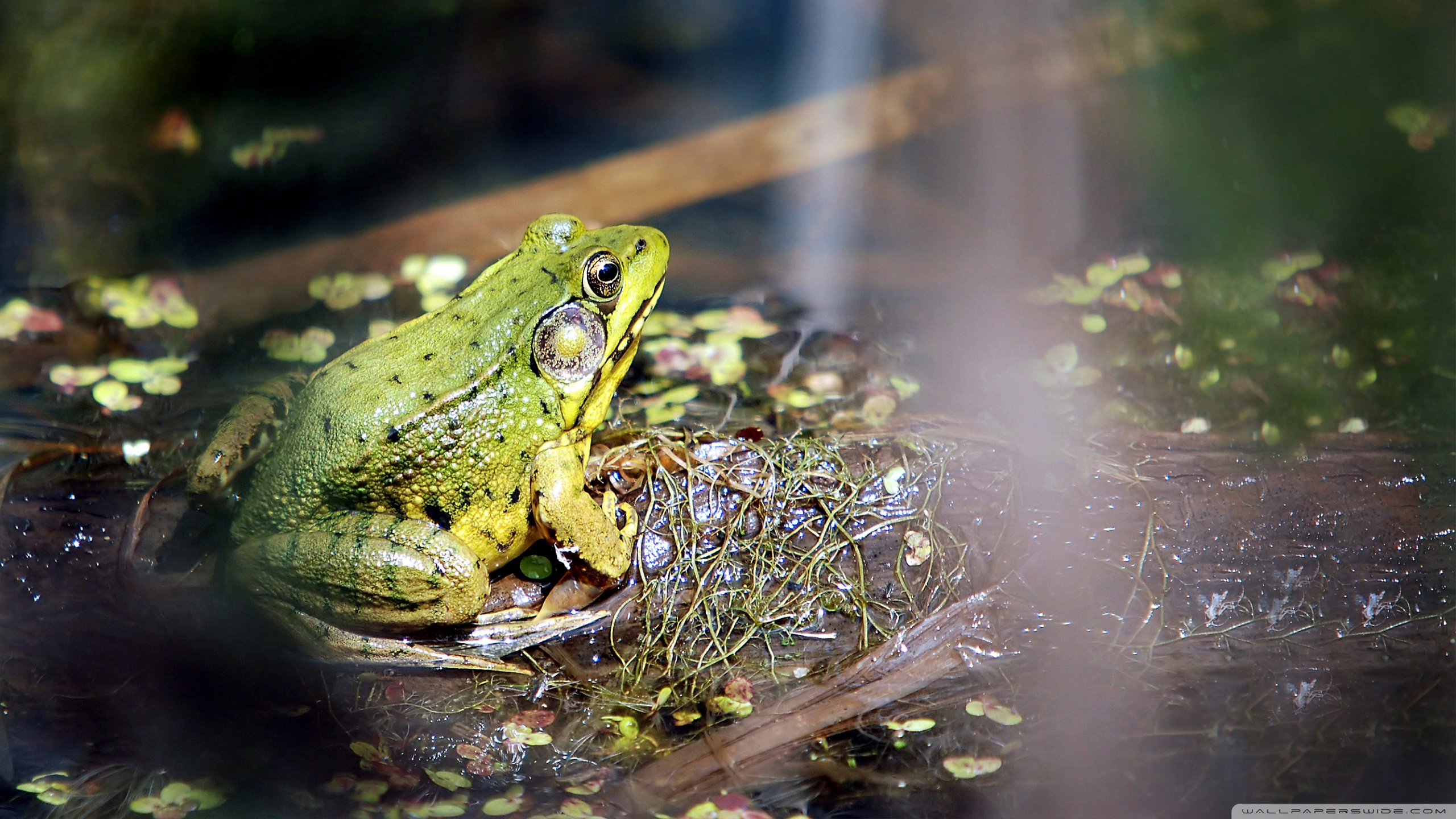 Download Animal Frog HD Wallpaper