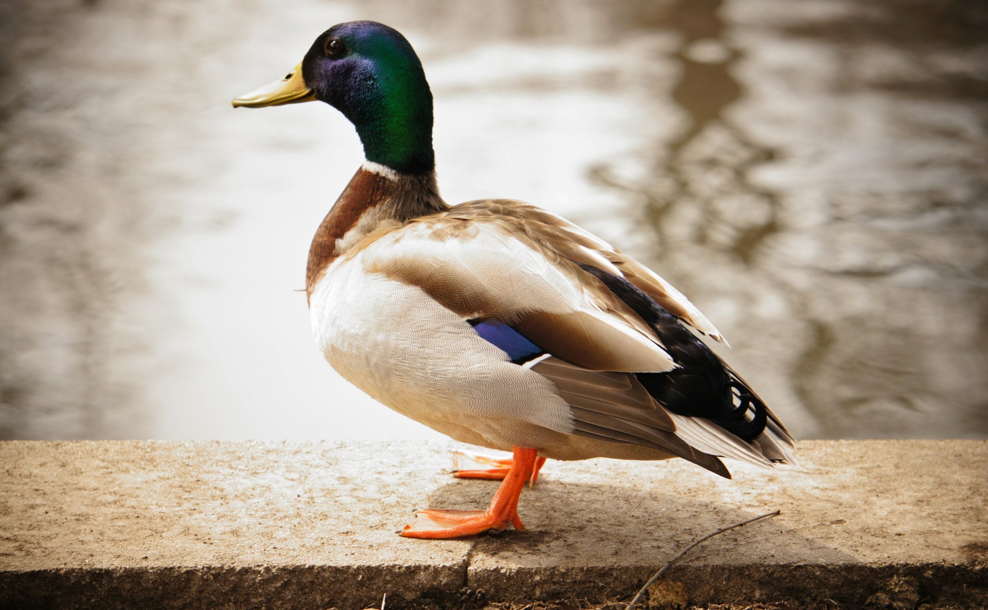 Download Bird Animal Mallard 4k Ultra HD Wallpaper