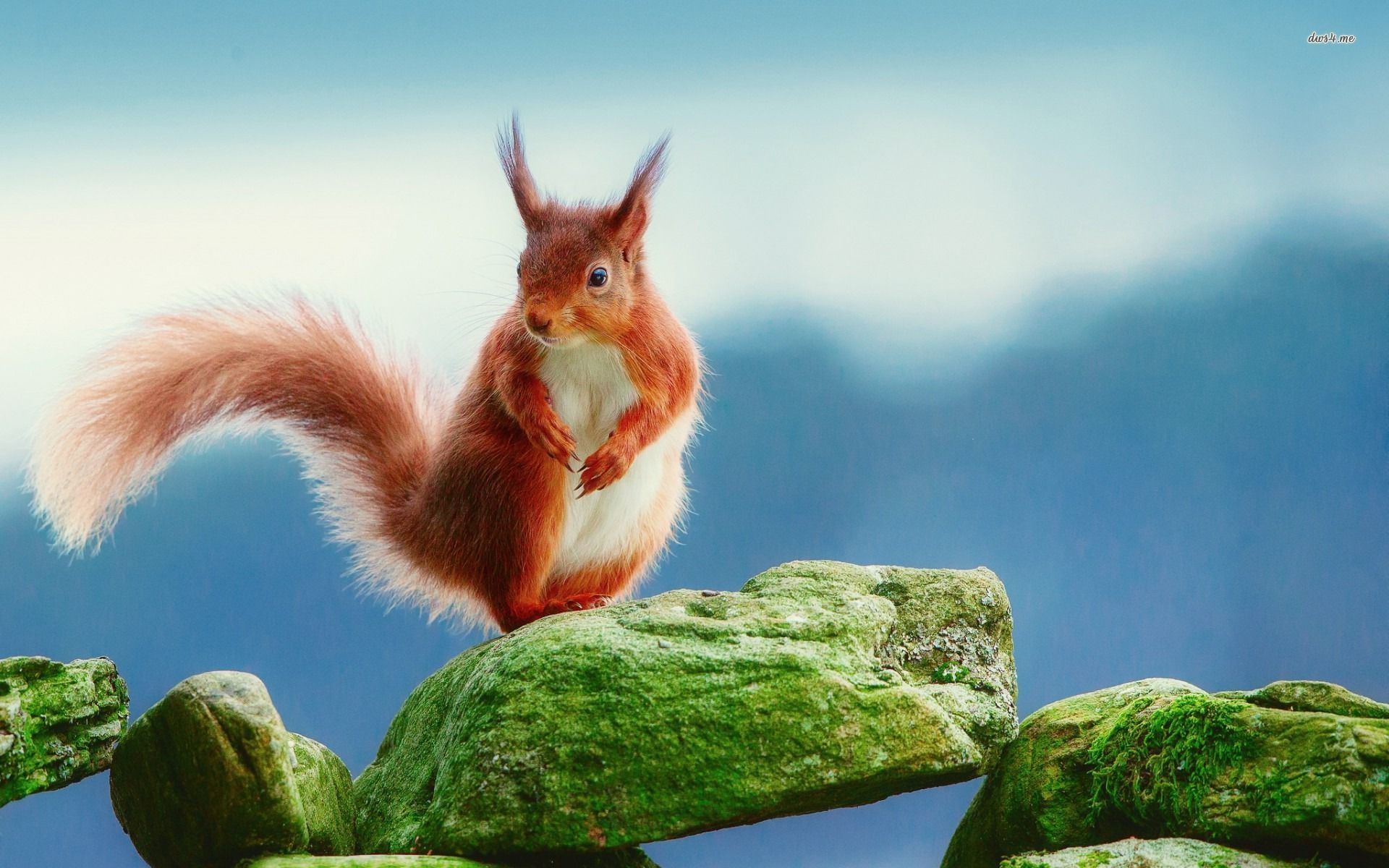 Download Animal Squirrel HD Wallpaper