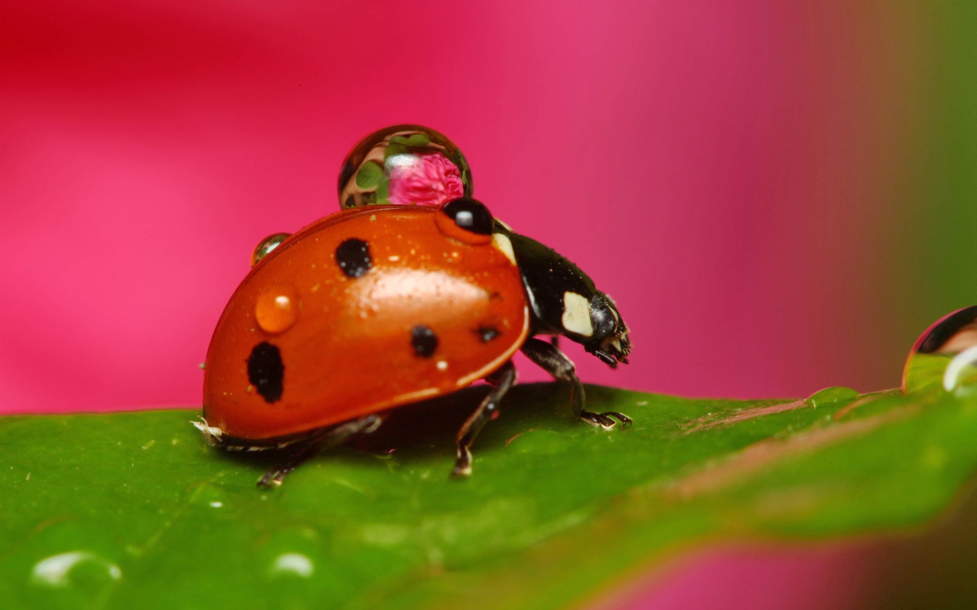 Ladybug HD Wallpaper