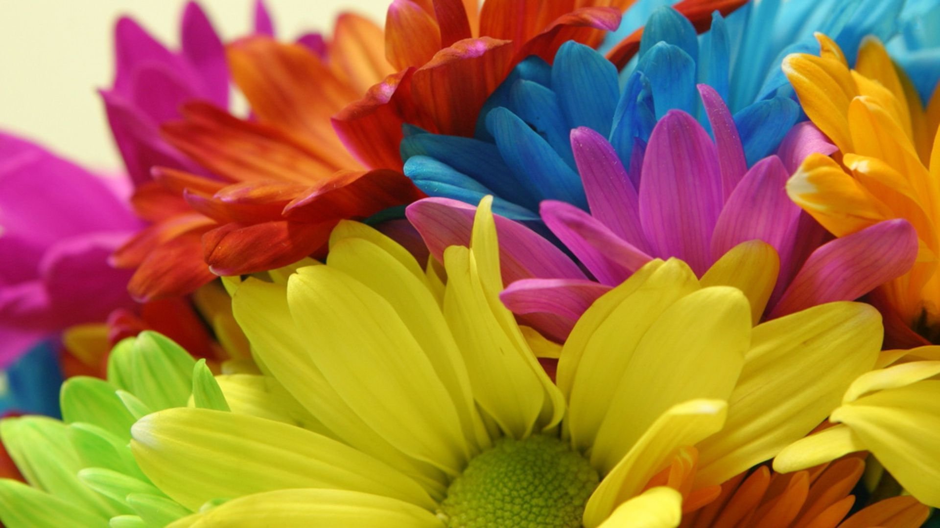 Vivid Daisy Blossoms: HD Nature’s Floral Burst Wallpaper | 1920x1080 ...