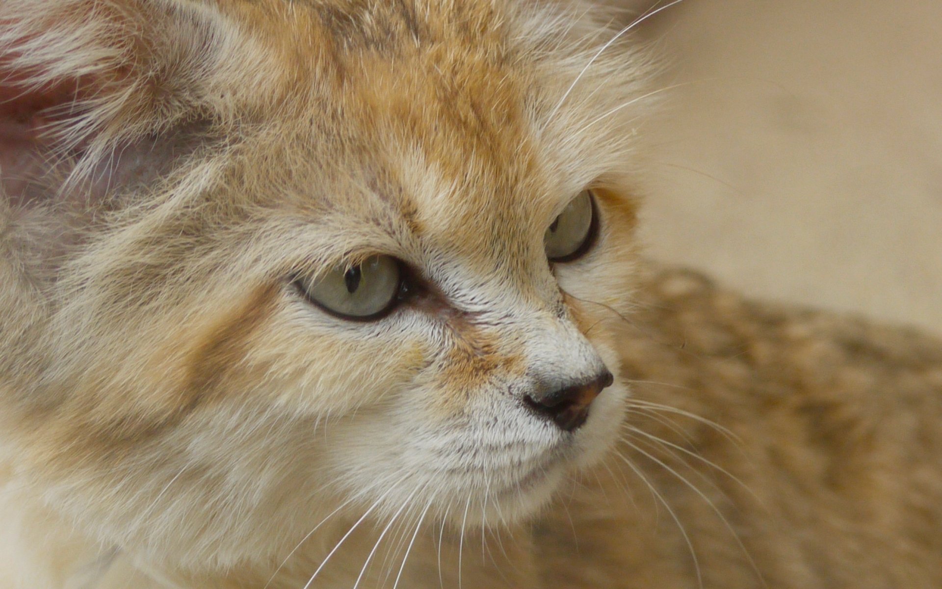 Download Animal Sand Cat HD Wallpaper
