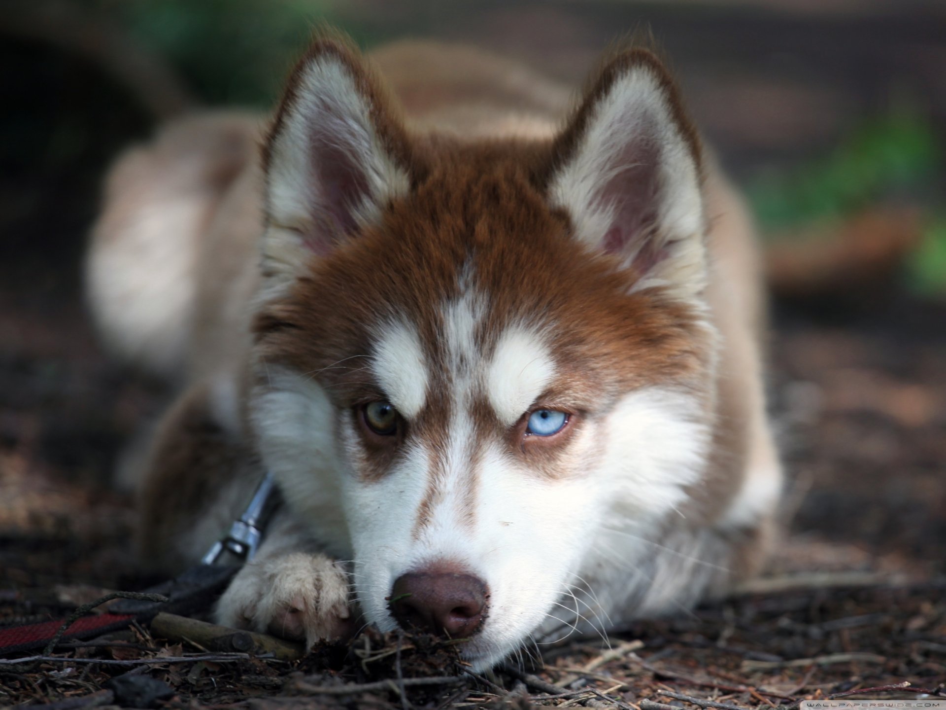 Download Dog Animal Husky HD Wallpaper | 2560x1920 | Wallpaper Abyss