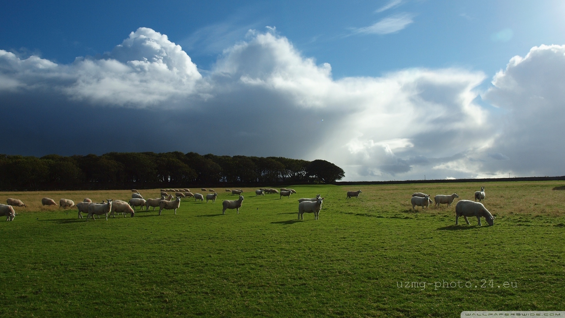 Download Animal Sheep HD Wallpaper