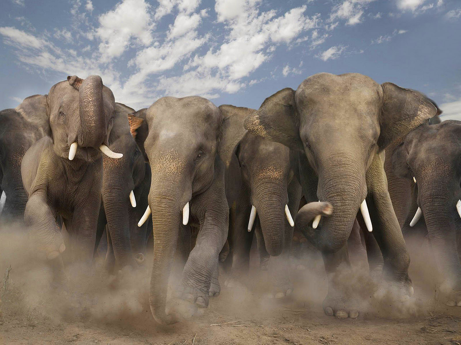 All Elephant Running Wallpapers