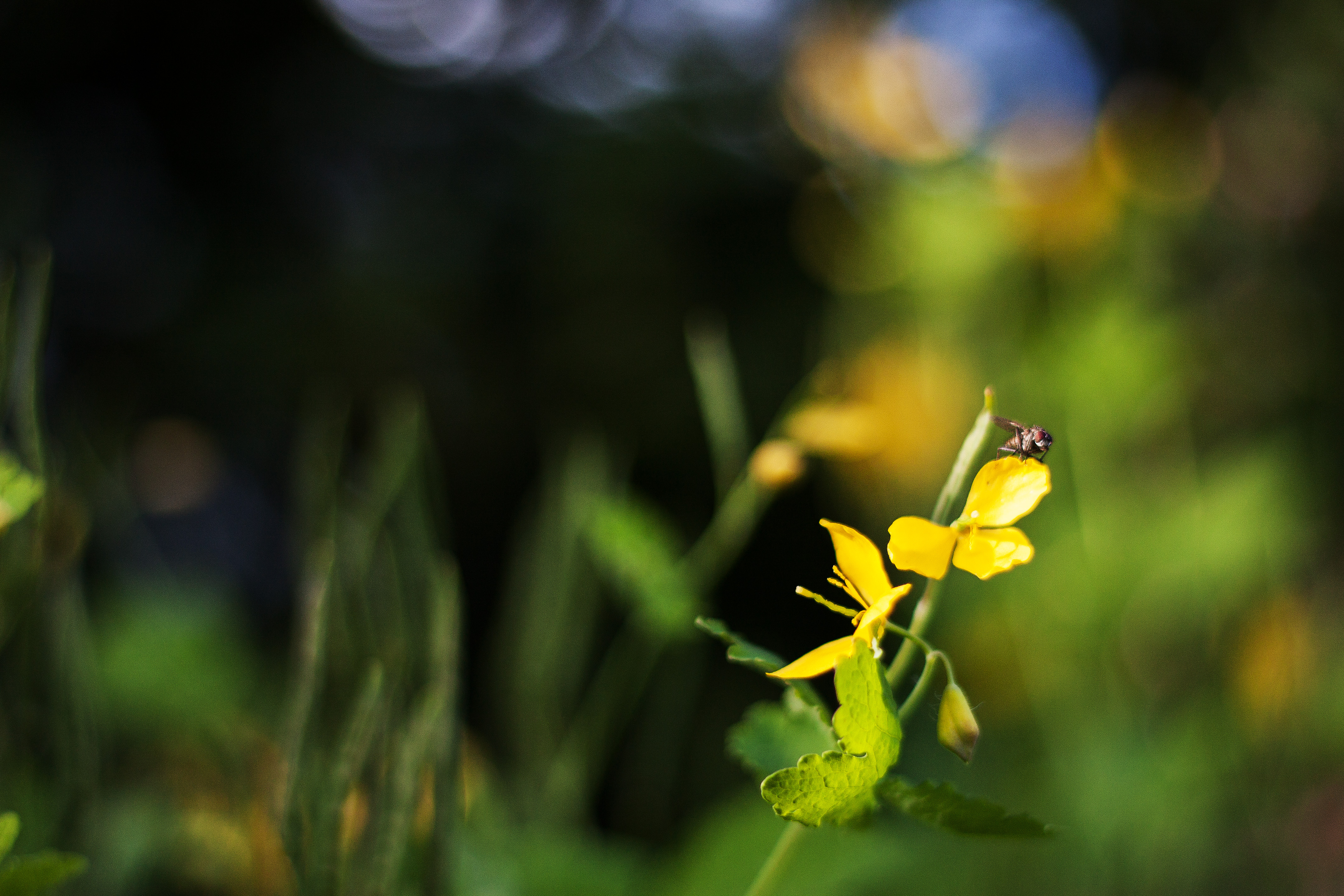 Download Animal Fly 4k Ultra HD Wallpaper by Vriskson