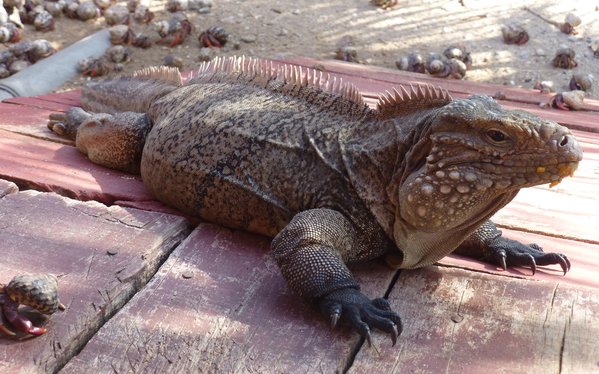 Download Animal Iguana HD Wallpaper