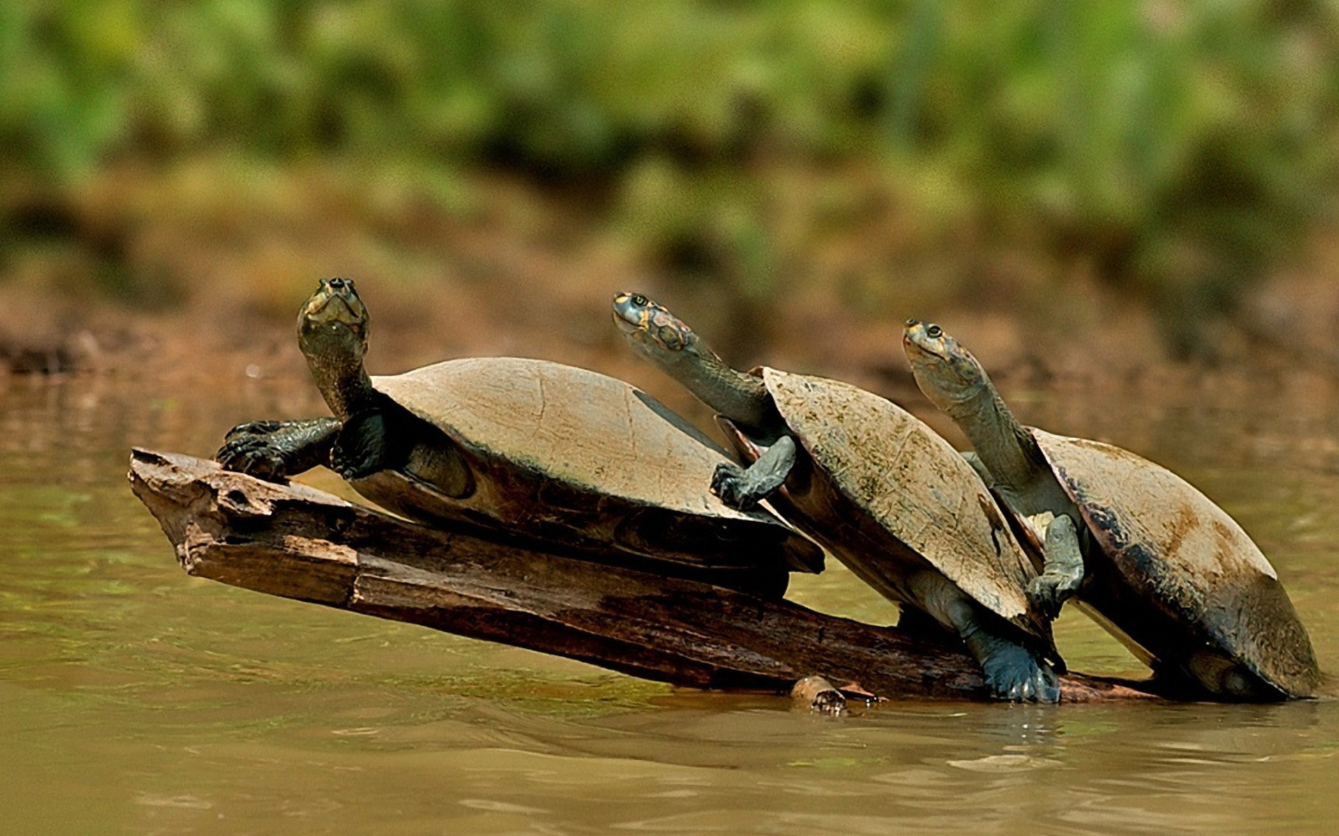 Download Animal Turtle HD Wallpaper