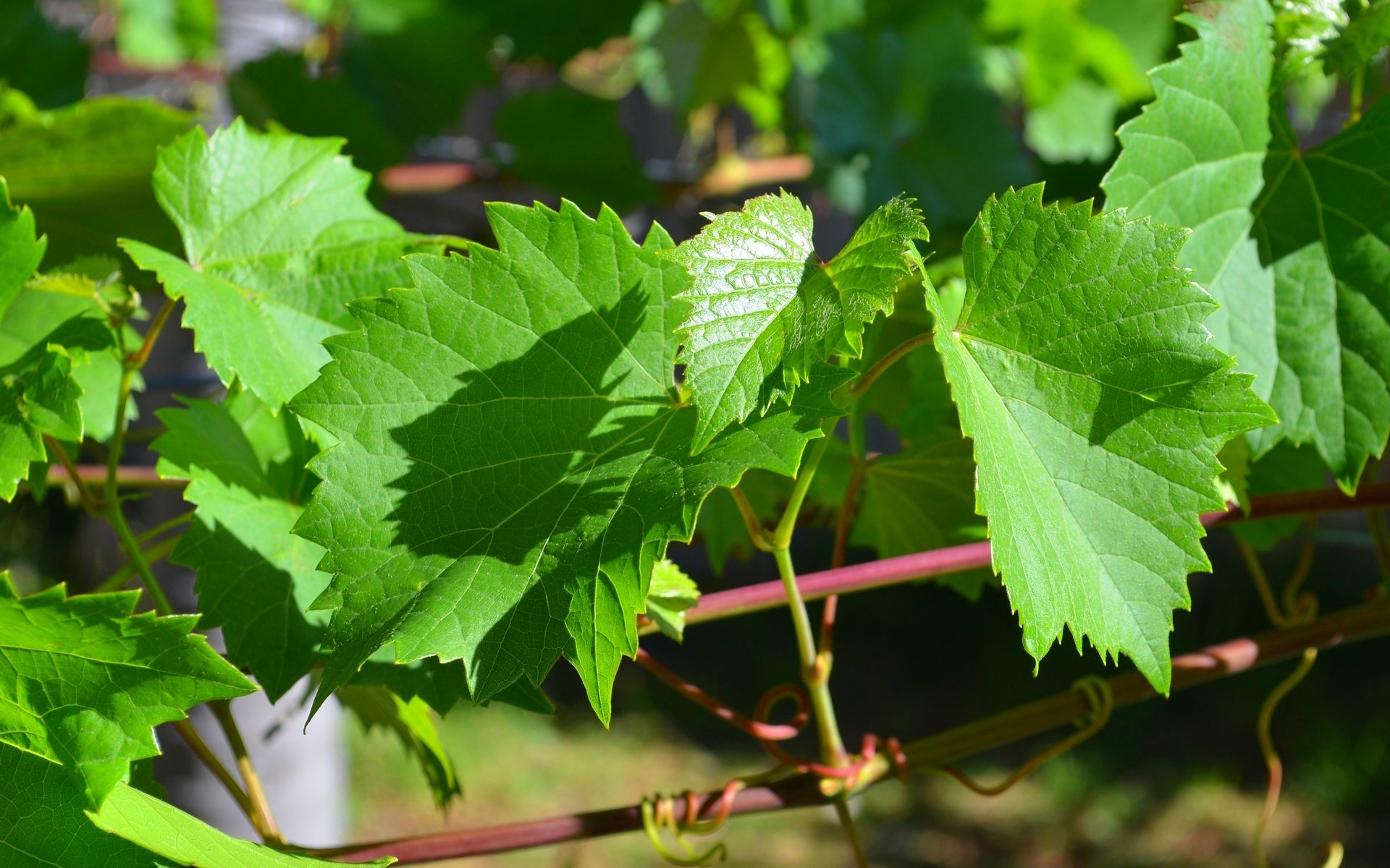 Vine Leaves by lonewolf6738