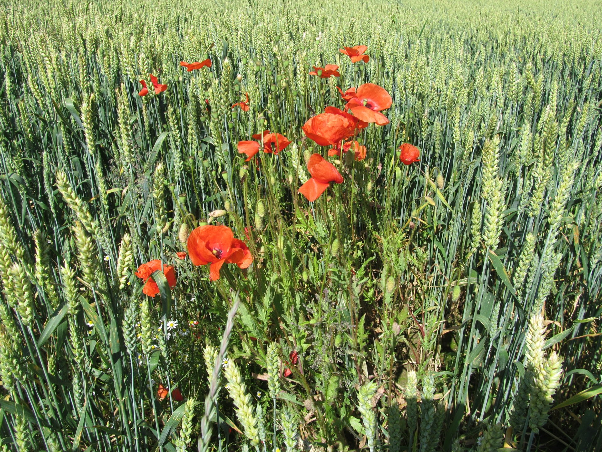 landscape by AlphaSystem