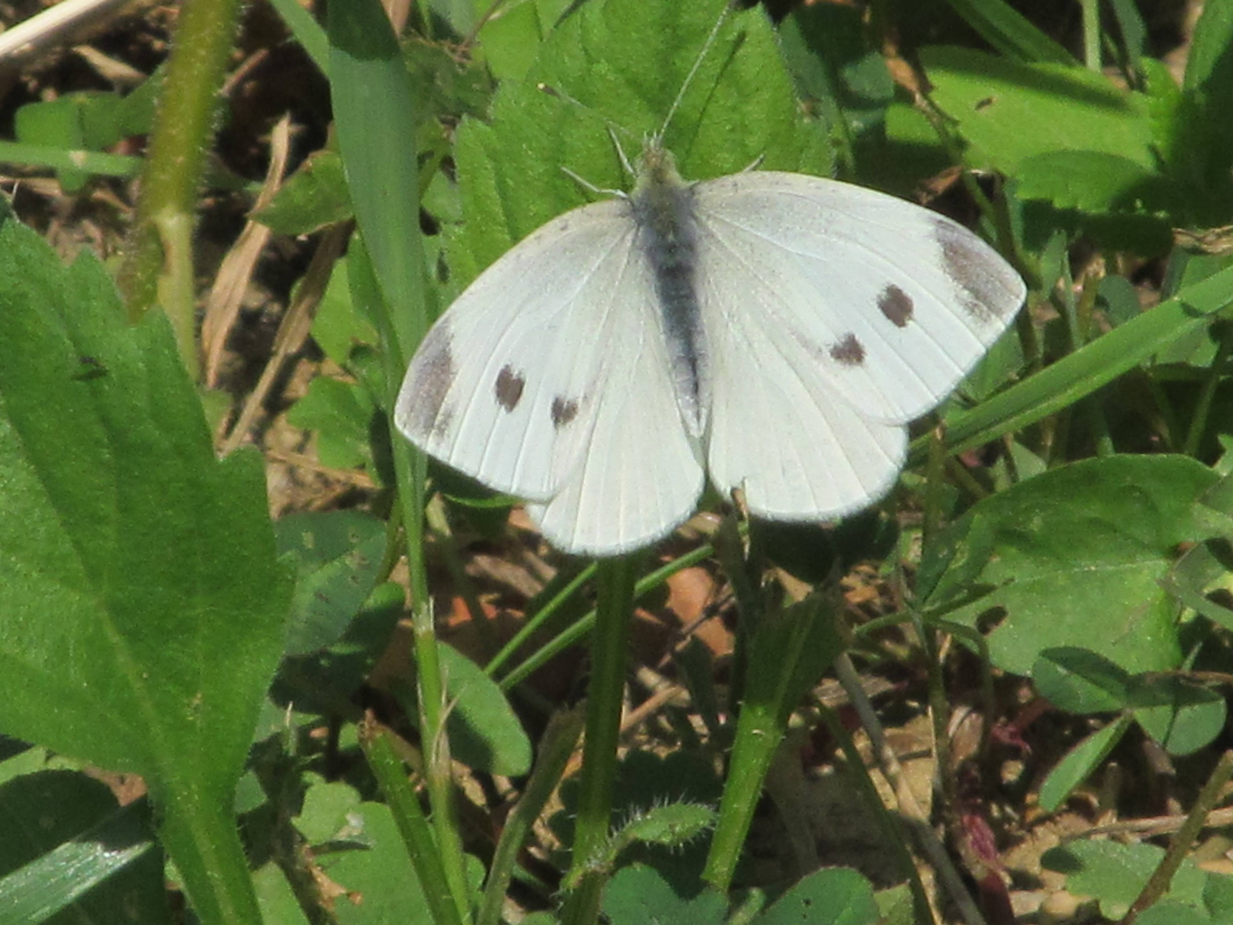 metulj by AlphaSystem