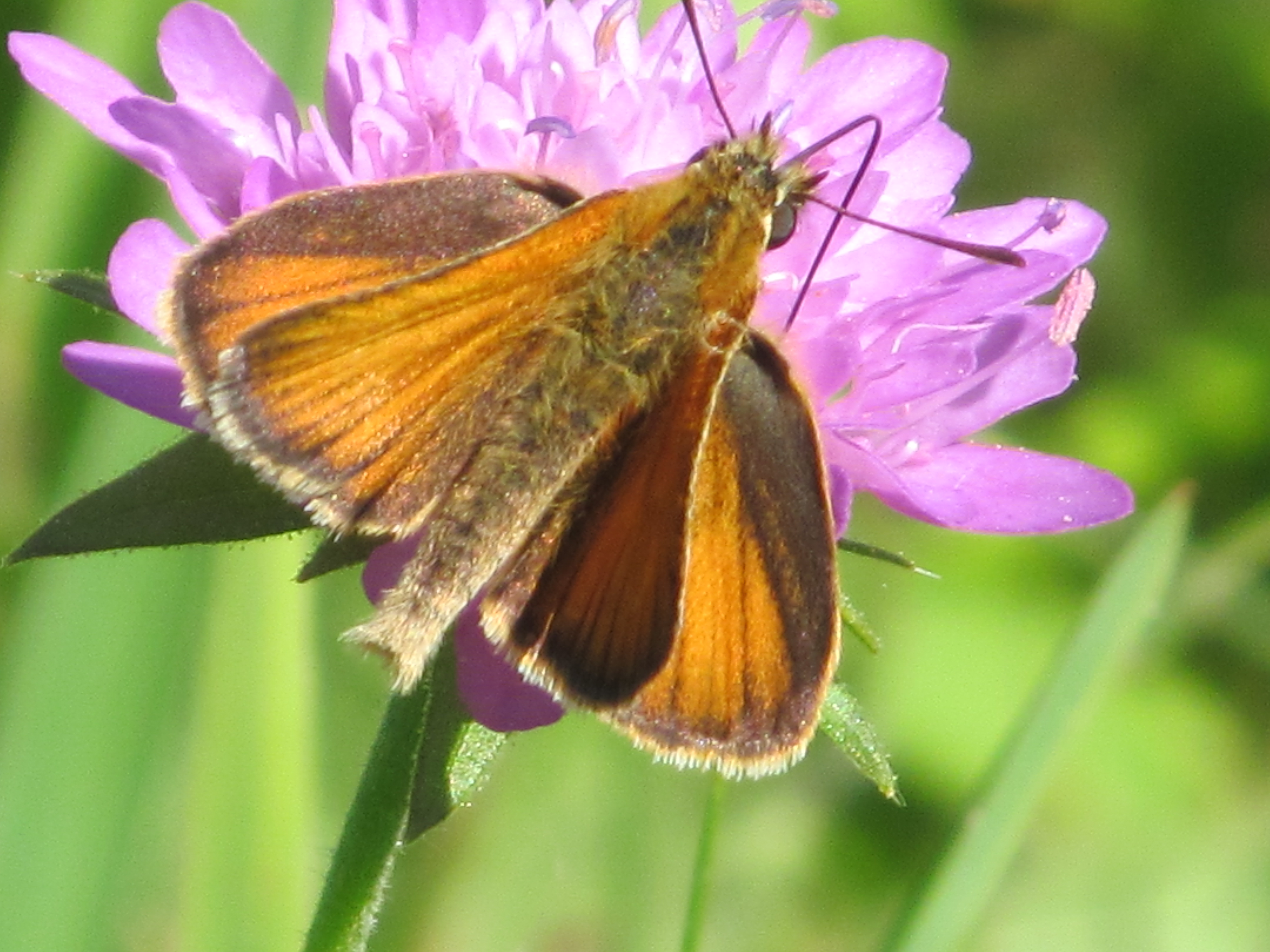 metulj by AlphaSystem