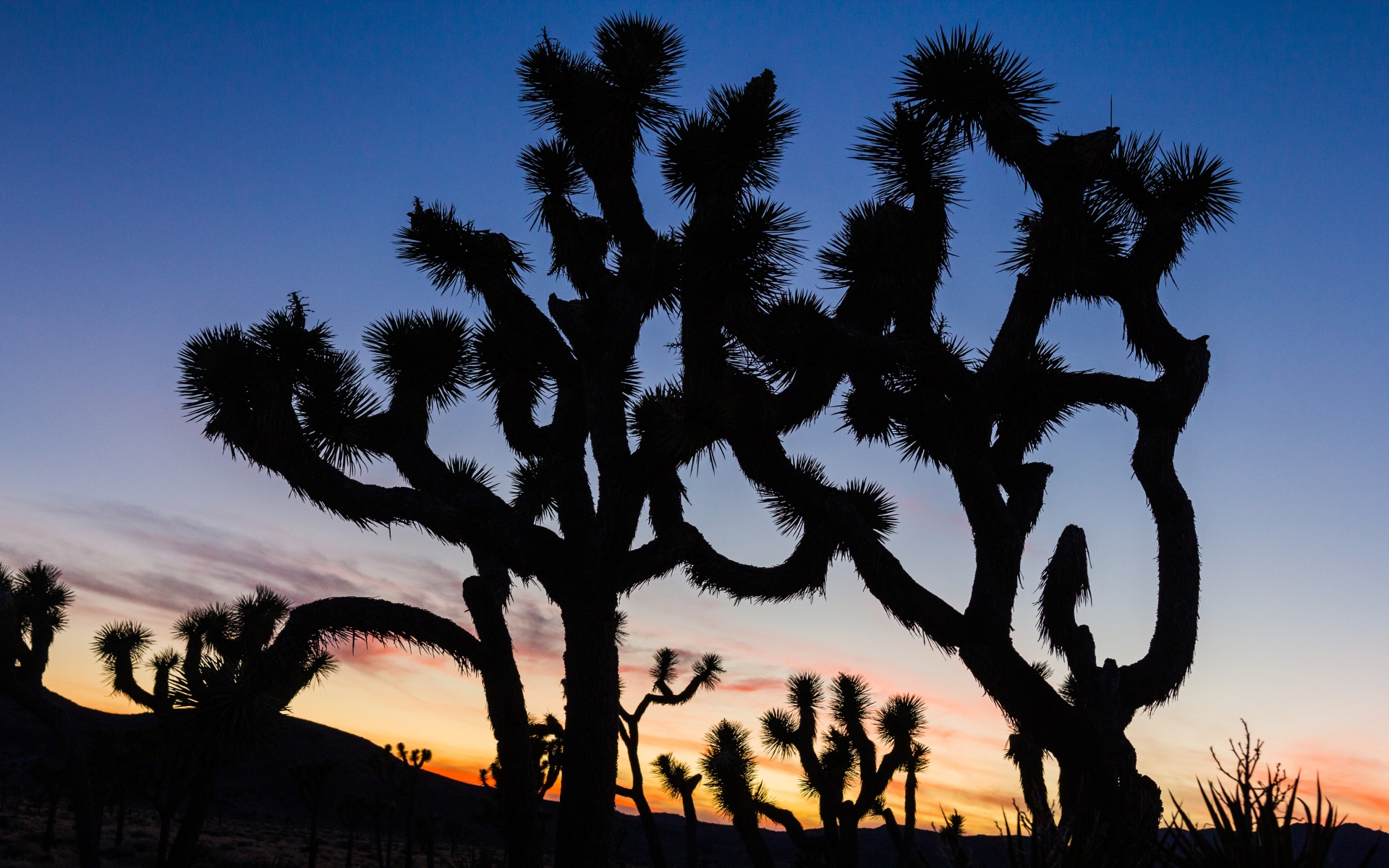 Download Nature Joshua Tree National Park HD Wallpaper